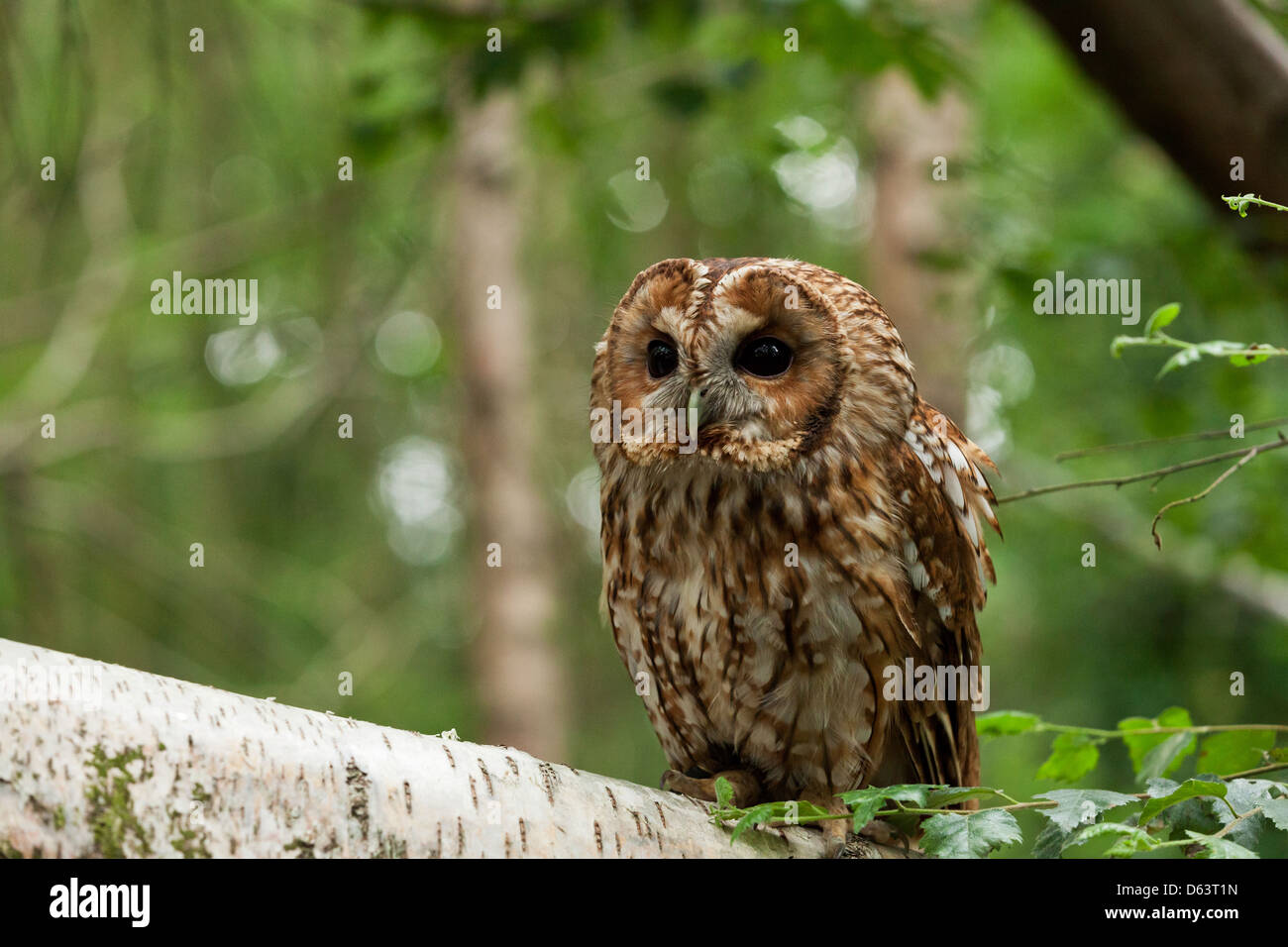 Tawny owl sitting on a silver birch tree branch with out of focus trees ...