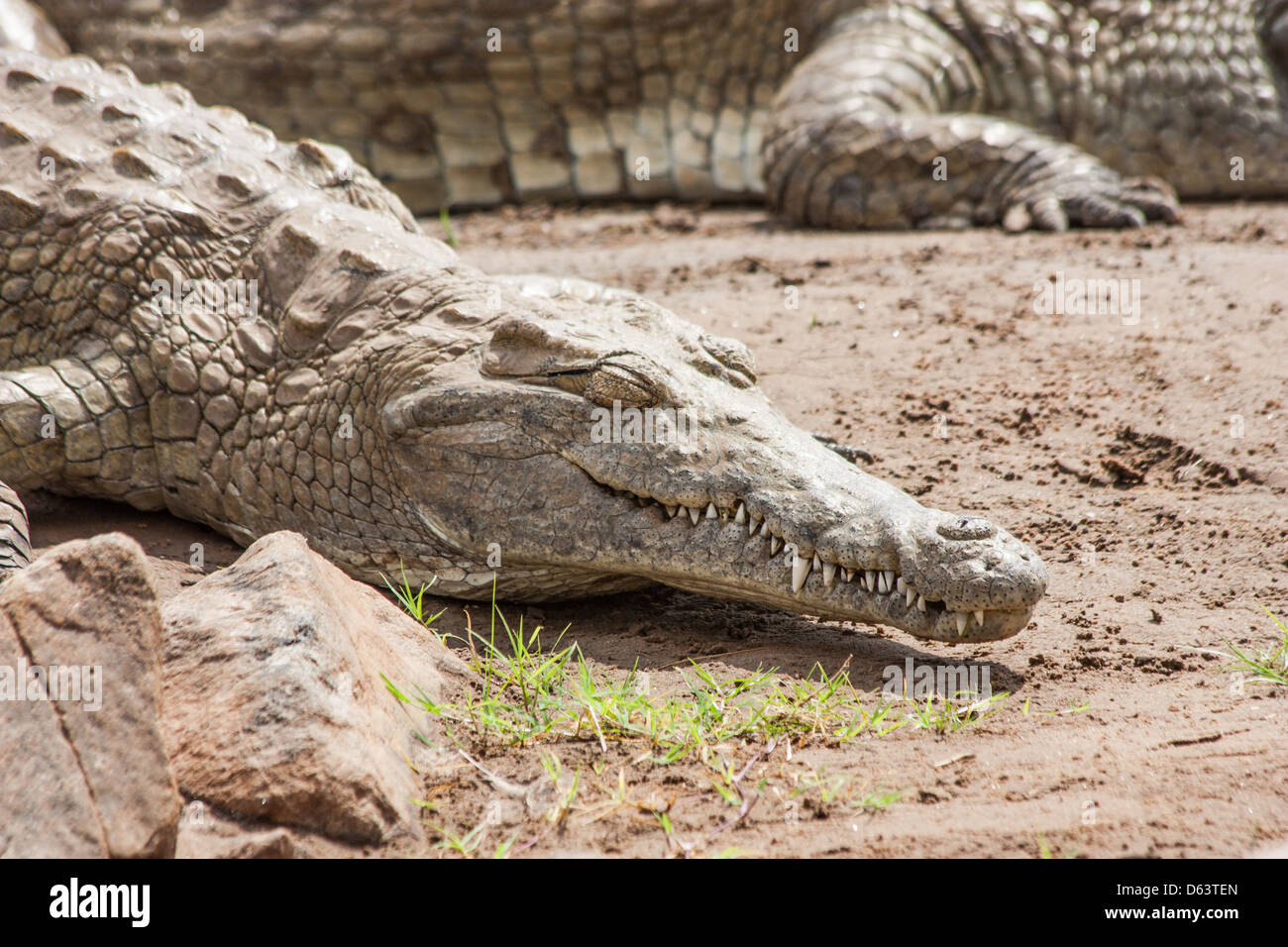 Kenian safari hi-res stock photography and images - Alamy