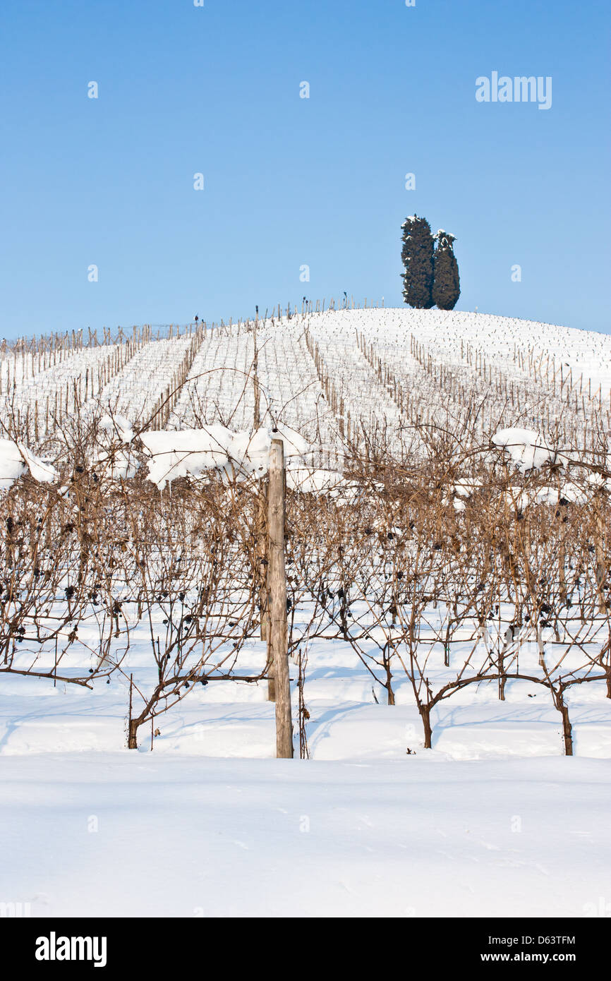 Tuscany: wineyard in winter Stock Photo - Alamy