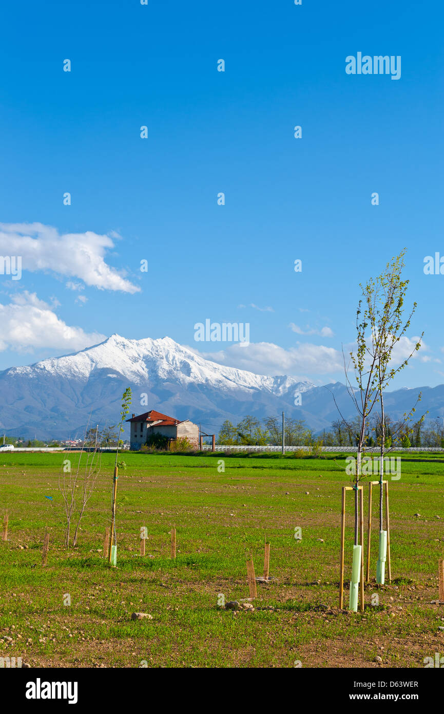 Sapling hill hi-res stock photography and images - Alamy