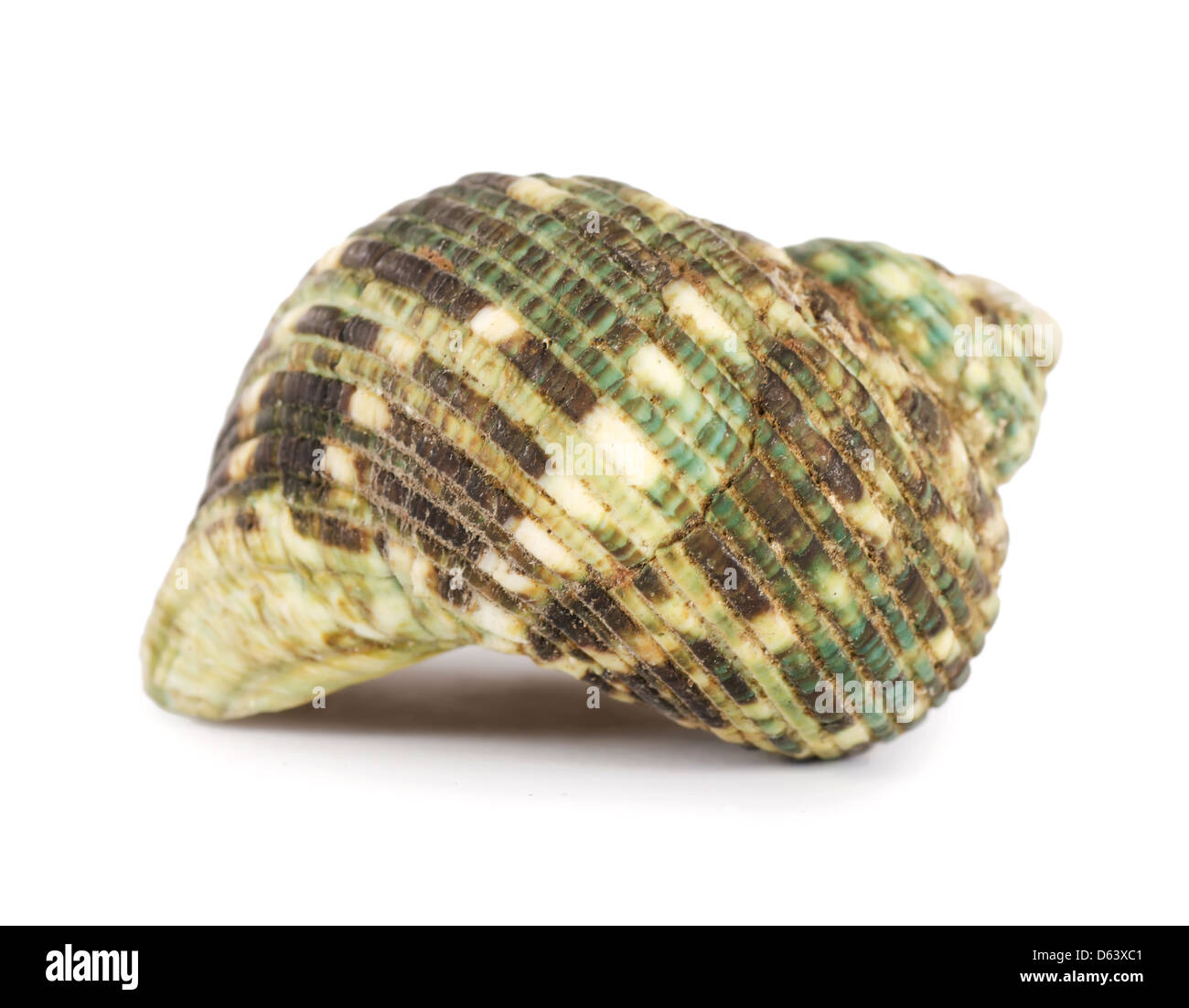 Sea shell isolated on a white Stock Photo - Alamy