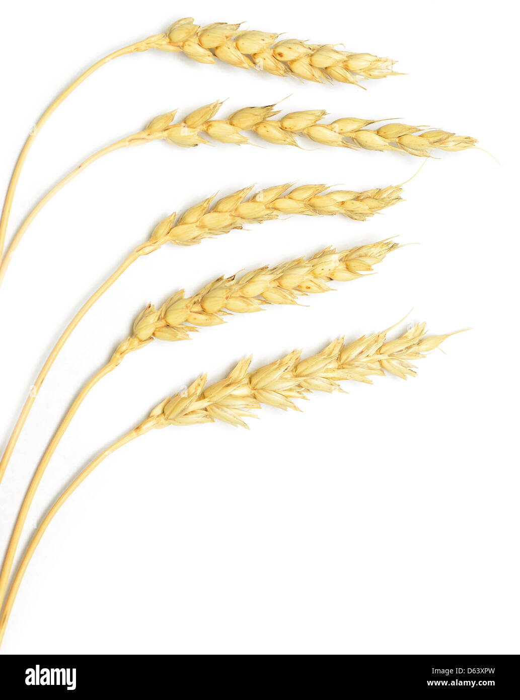 wheat on white Stock Photo - Alamy
