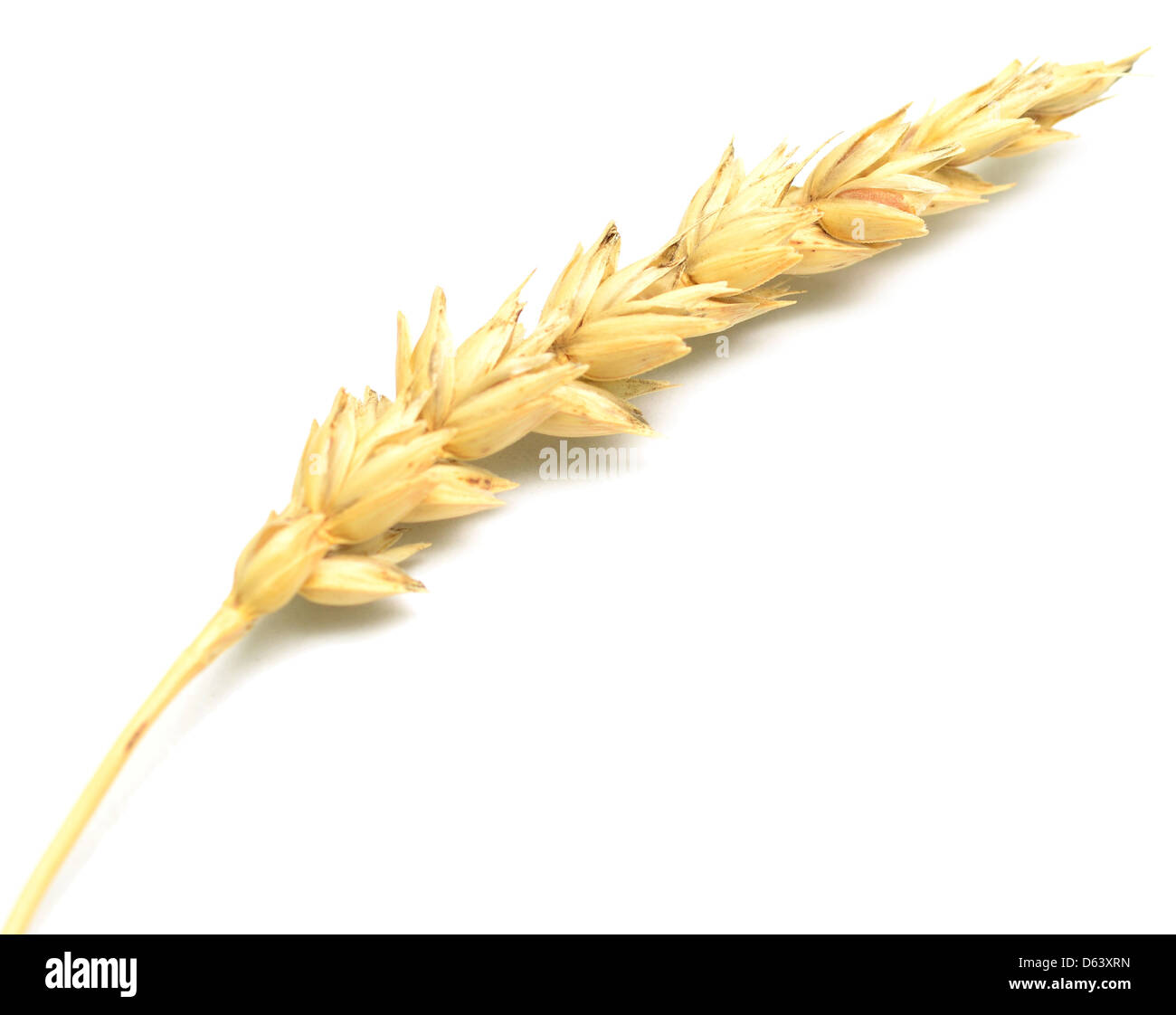 Spike wheat hi-res stock photography and images - Alamy
