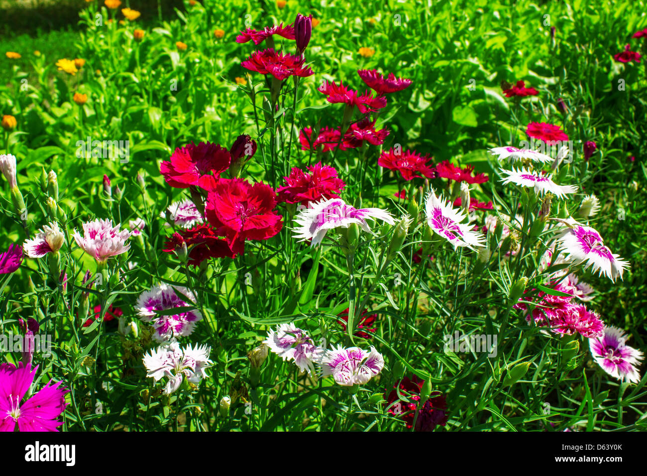 Small pink carnation flowers 4681 Stock Photo - Alamy