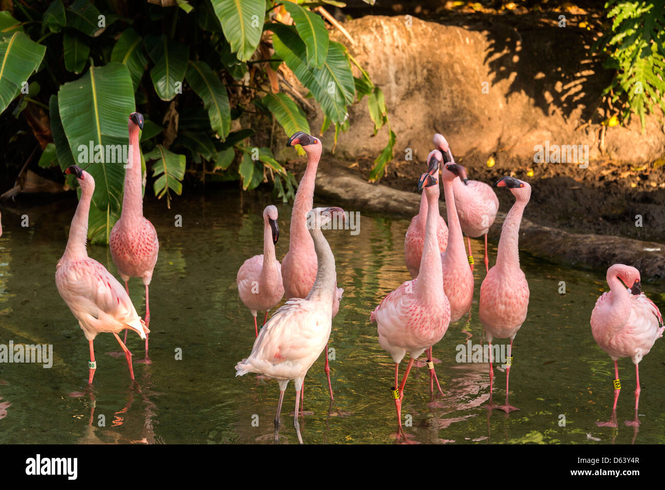 Lesser Flamingo High Resolution Stock Photography and Images - Alamy