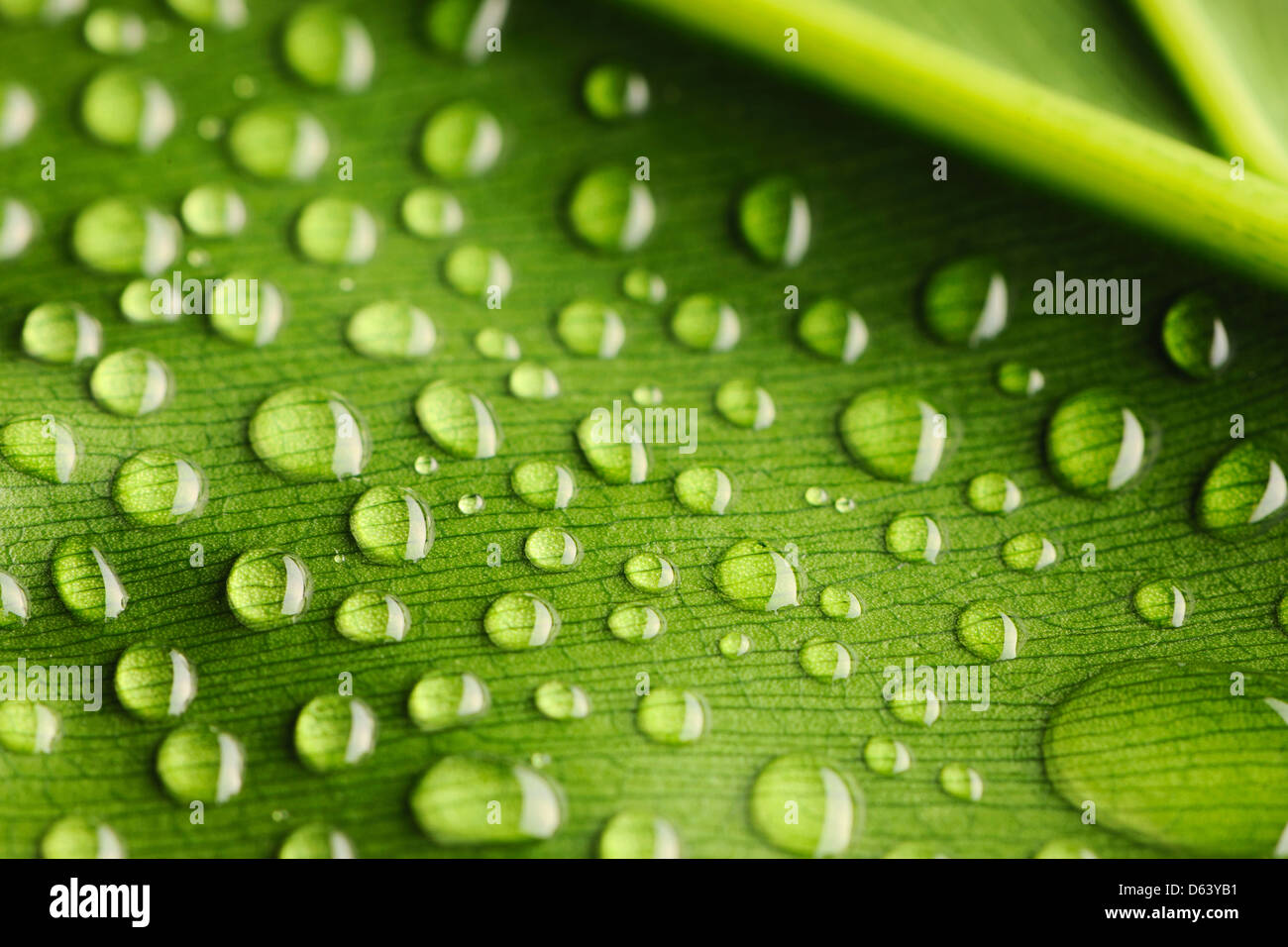 Water drops on leaf Stock Photo - Alamy