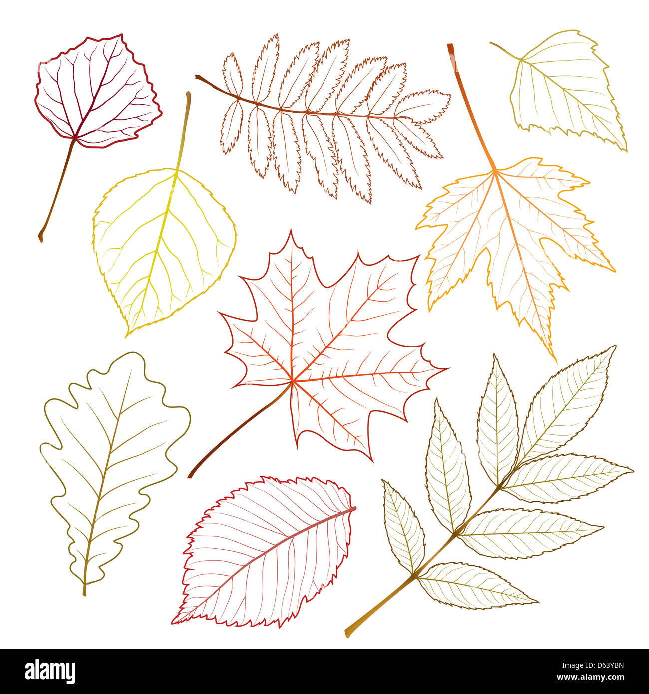 Bright autumn leaves elm Cut Out Stock Images & Pictures - Alamy