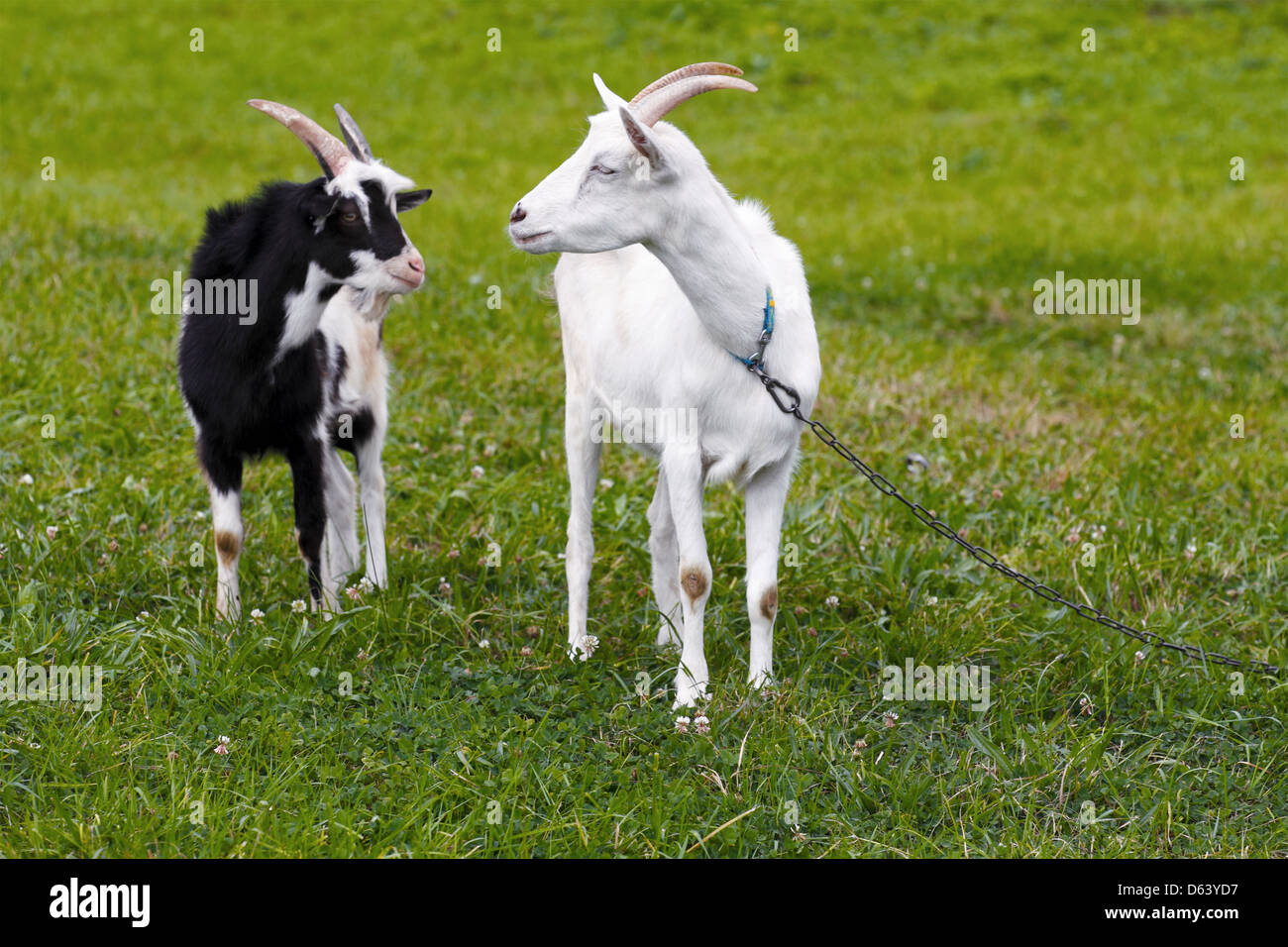 Goats in the pasture Stock Photo - Alamy