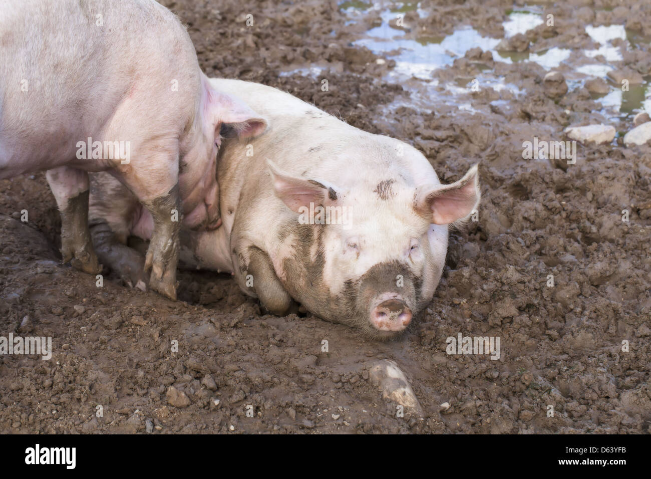 Pigs in mud hi-res stock photography and images - Alamy