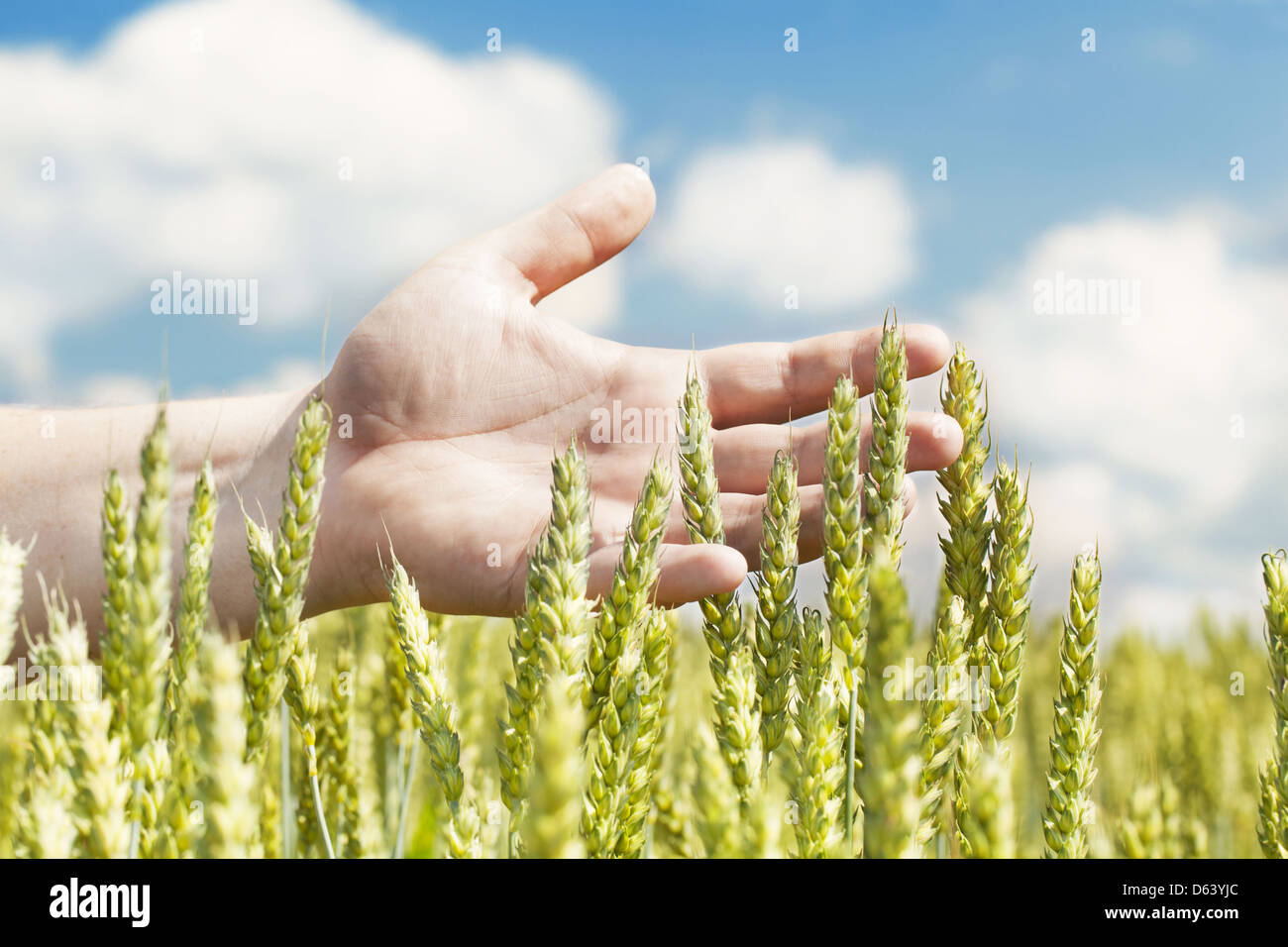 Hand Reaping High Resolution Stock Photography and Images - Alamy