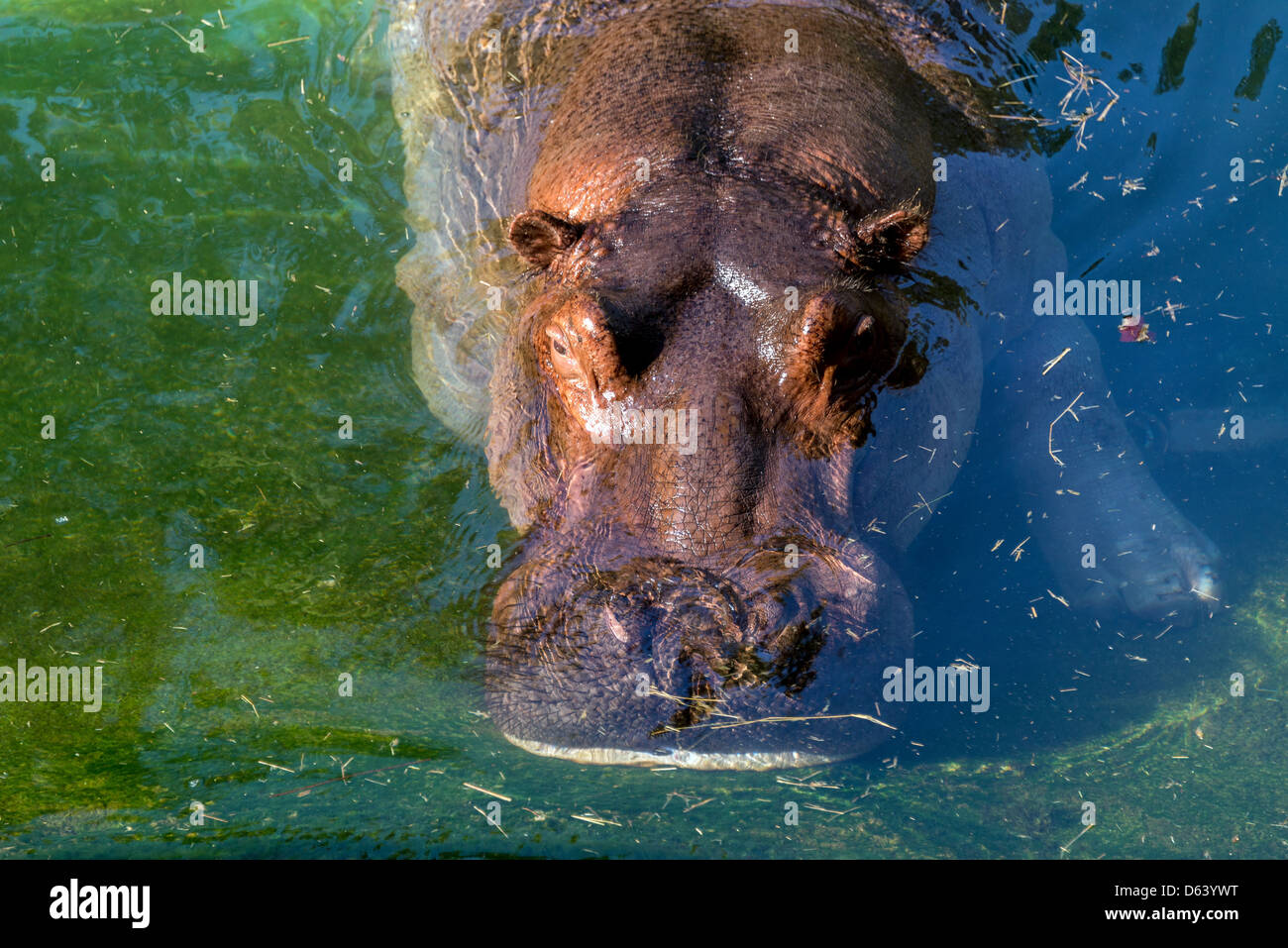Hippo in Water Stock Photo - Alamy