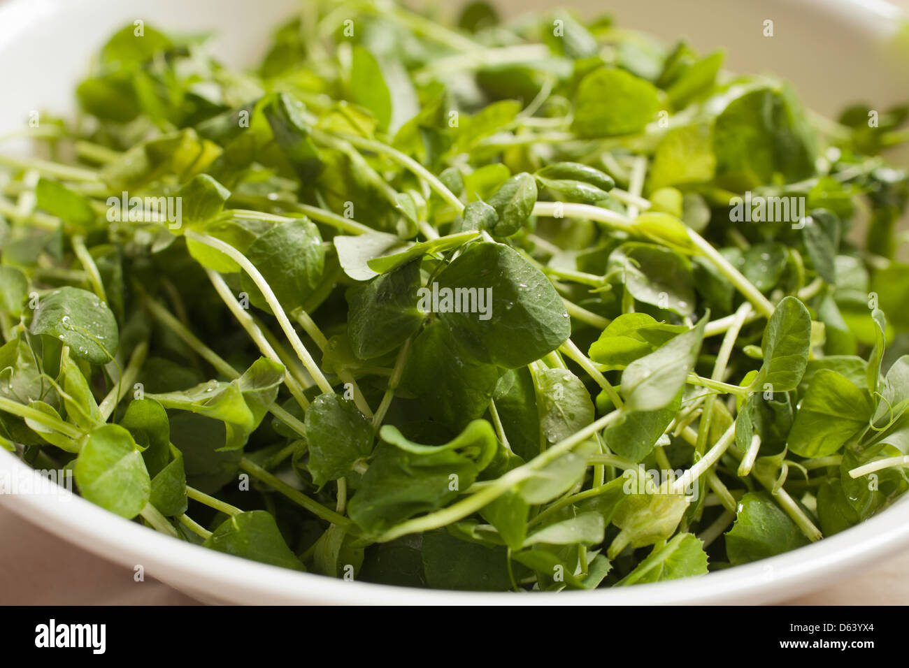 fresh pea shoots Stock Photo - Alamy