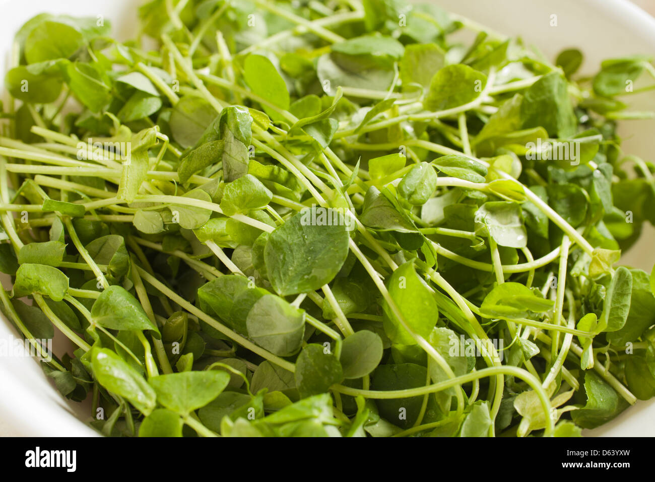 fresh pea shoots Stock Photo - Alamy