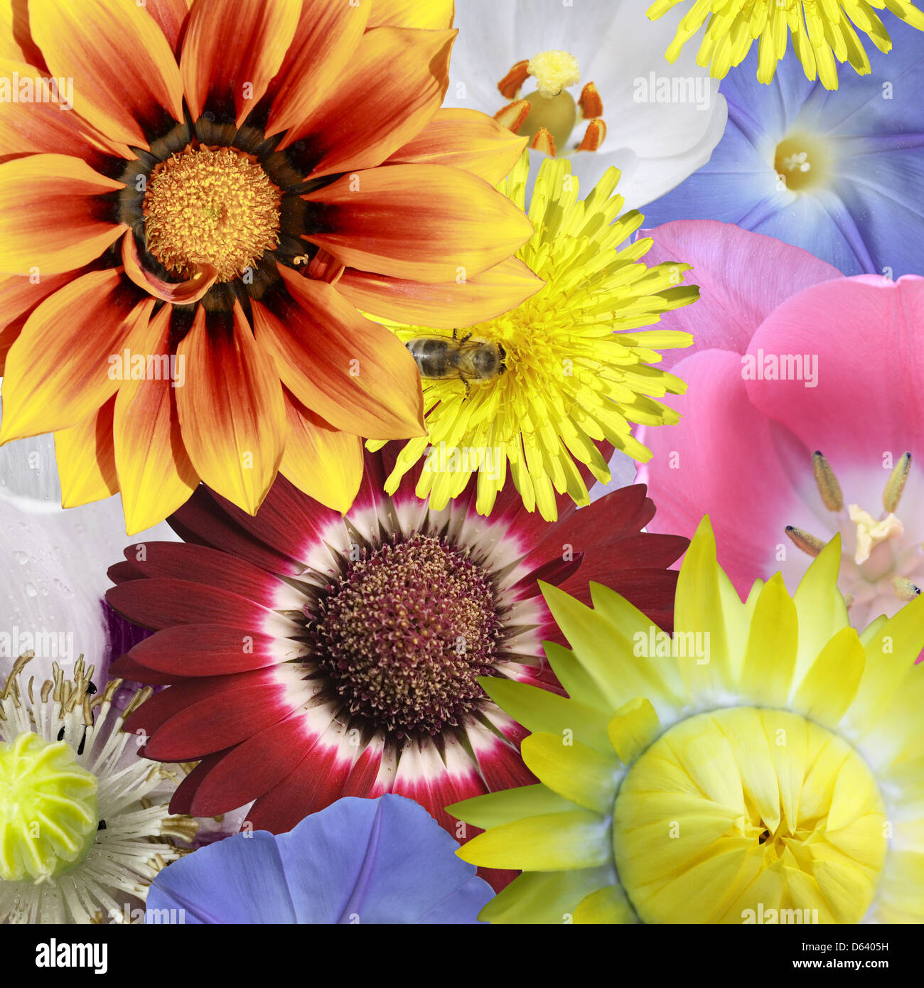 mixture of flowers Stock Photo - Alamy