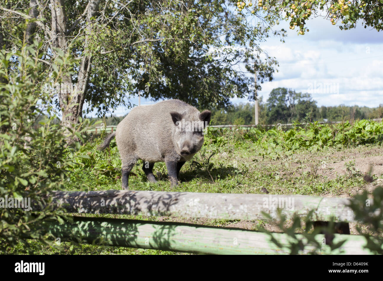 Hog house hi-res stock photography and images - Alamy