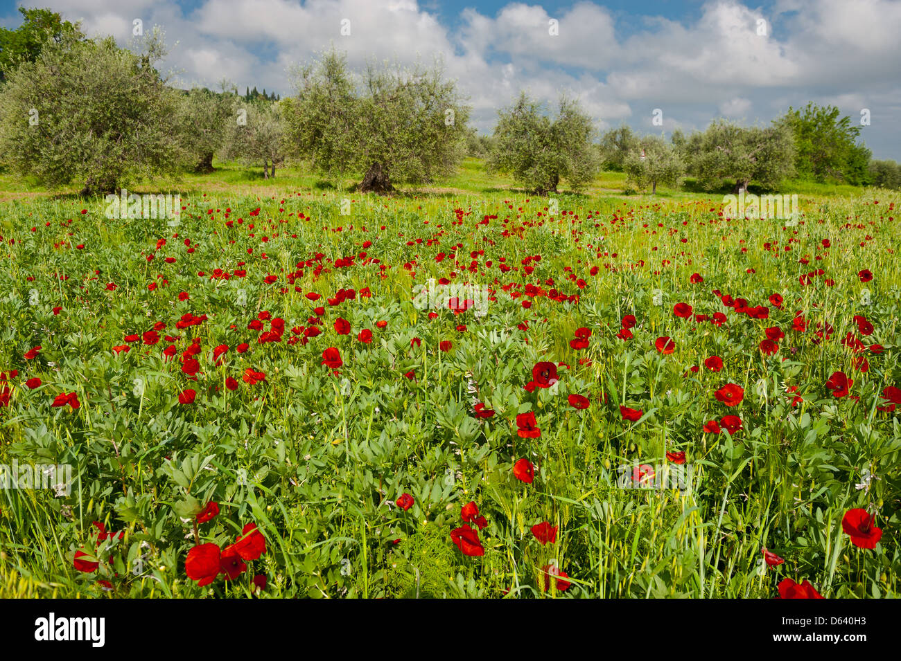 Poppy plantation hi-res stock photography and images - Alamy