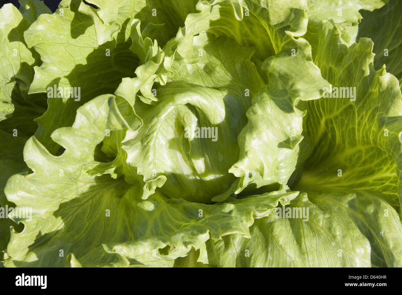 head of lettuce Stock Photo - Alamy