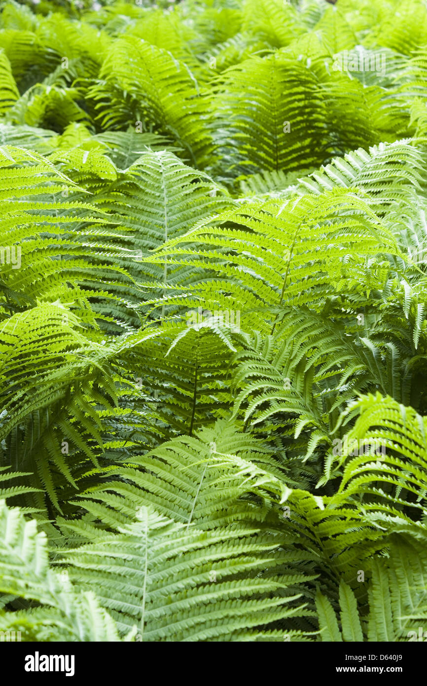 Fern life cycle hi-res stock photography and images - Alamy