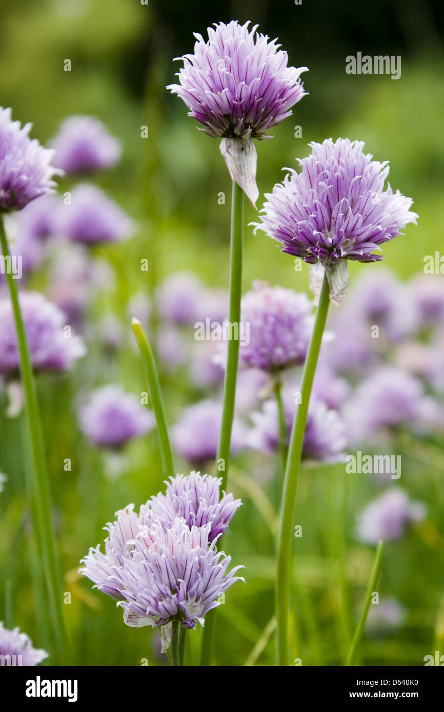 Chive family hi-res stock photography and images - Alamy