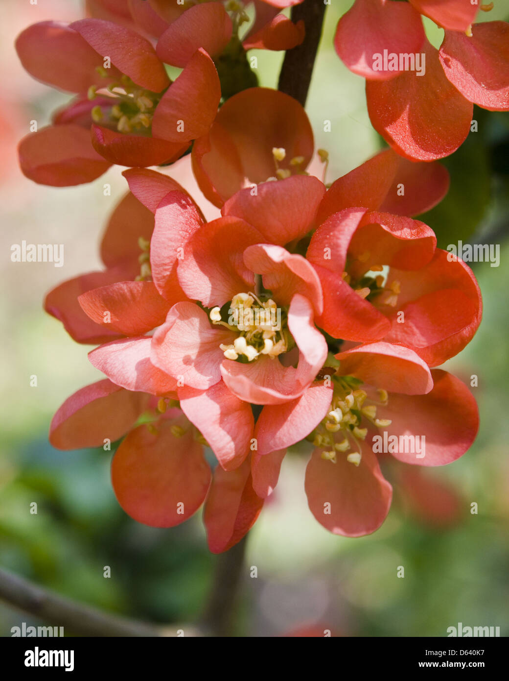 Japanische scheinquitte hi-res stock photography and images - Alamy