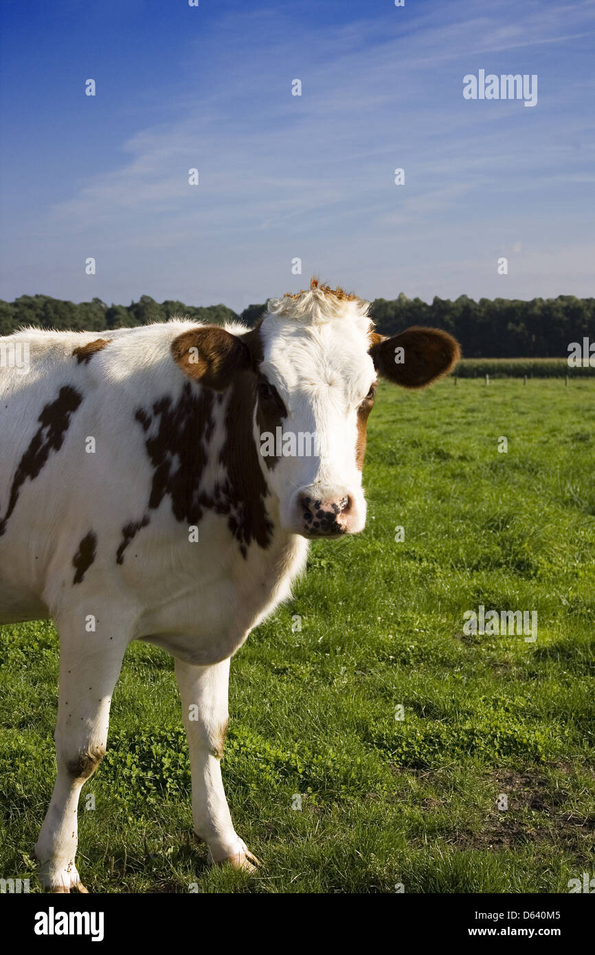 Stier german hi-res stock photography and images - Alamy