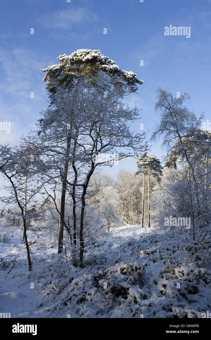 pinewood in winter Stock Photo - Alamy