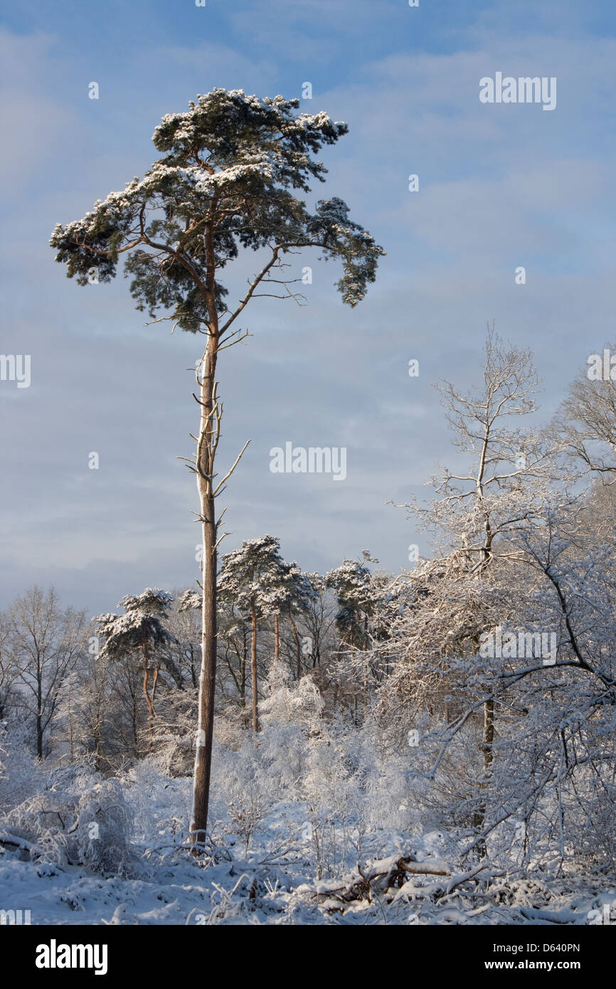 pine in winter Stock Photo - Alamy