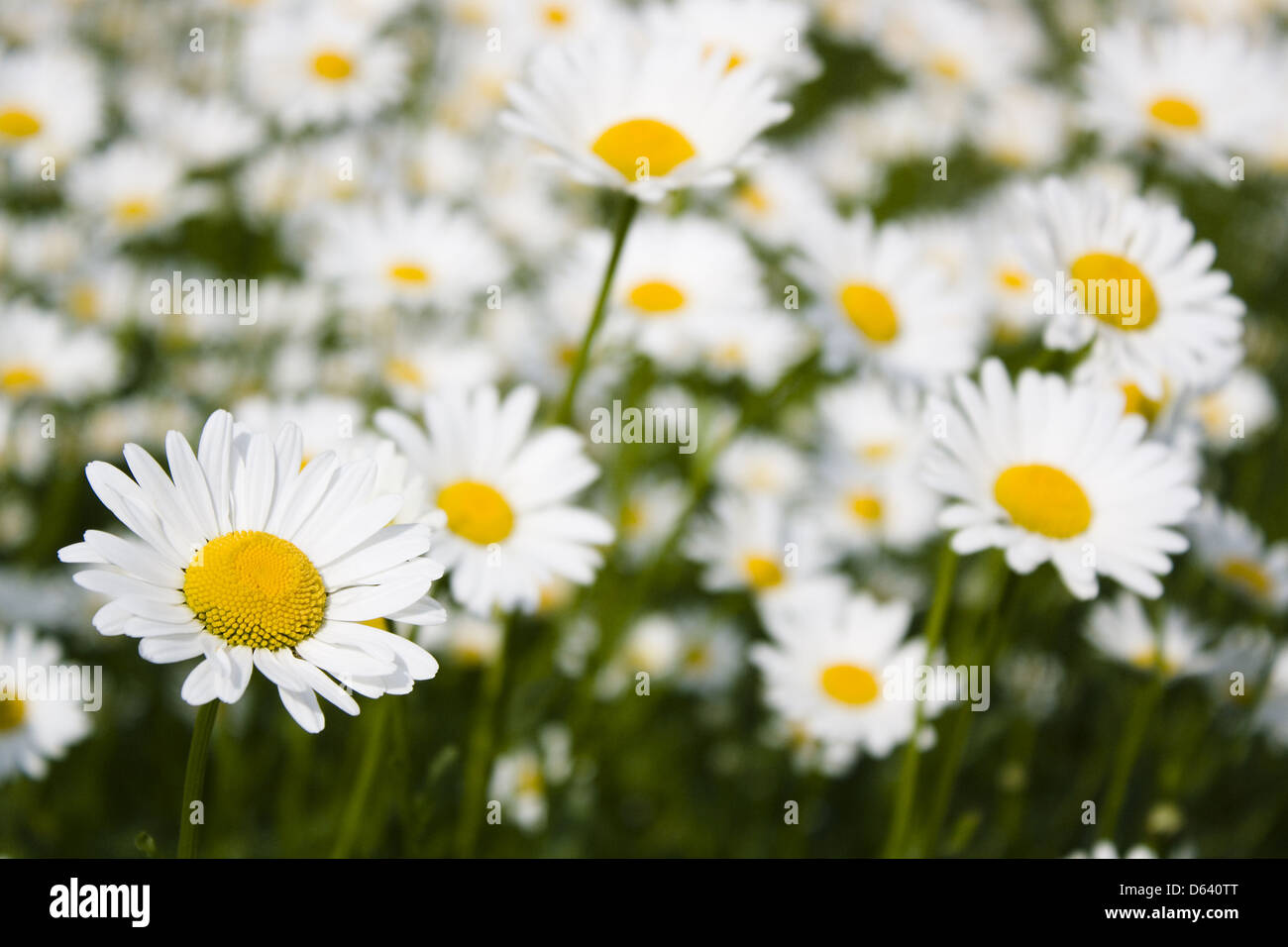 Margarittenwiese hi-res stock photography and images - Alamy