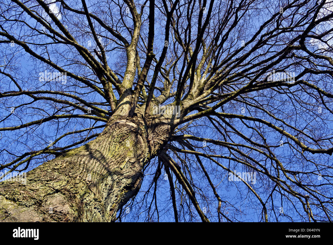 worm's-eye view on crown Stock Photo - Alamy