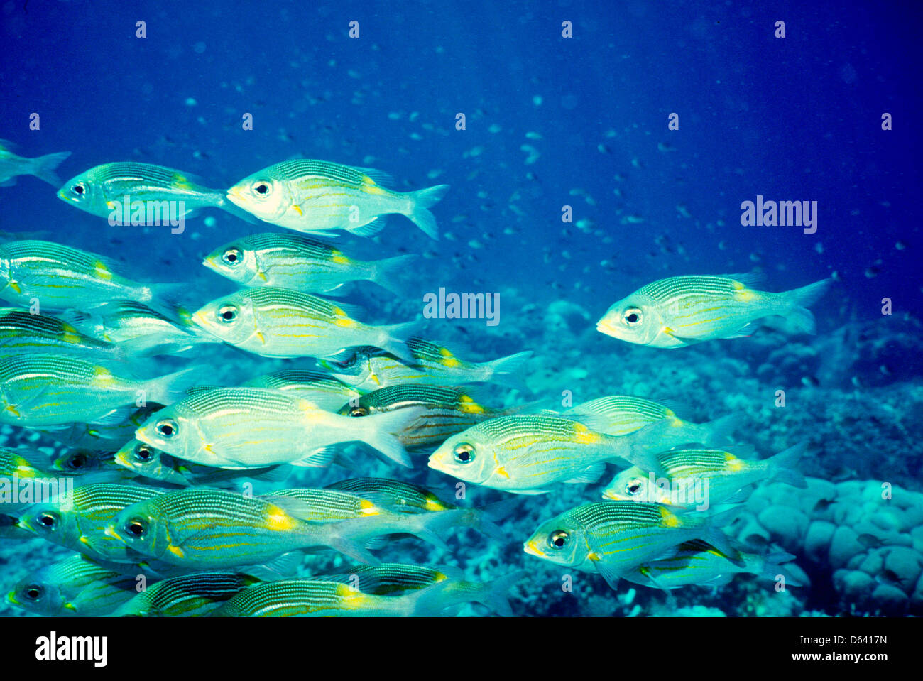 Blueline Snapper,Lutjanus coeruleolineatus,Sipadan May 1992 Underwater ...