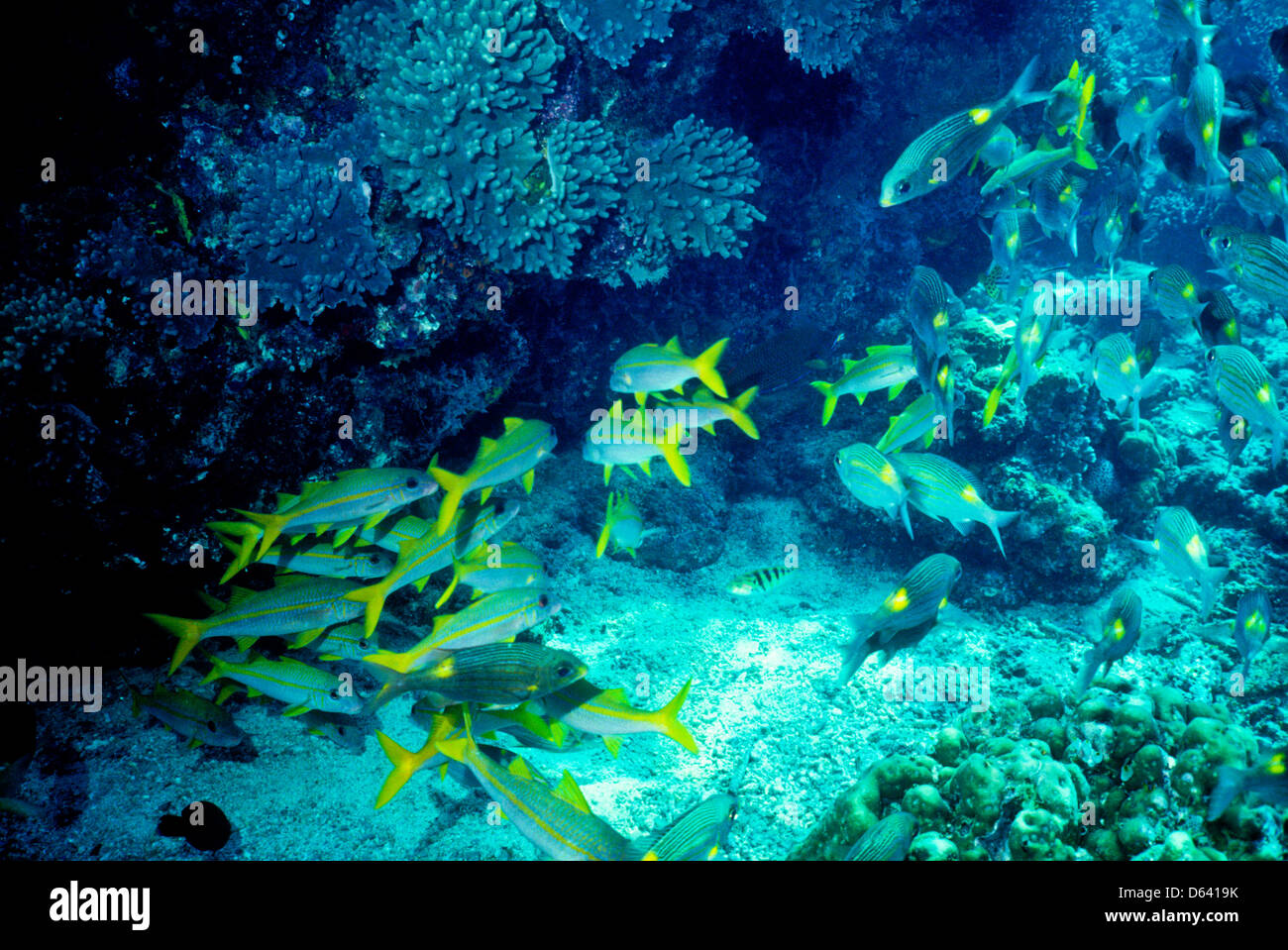 Blueline Snapper,Lutjanus coeruleolineatus,Sipadan May 1992 Underwater ...
