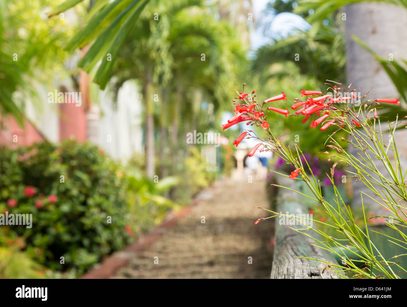 Thomas blossom hi-res stock photography and images - Alamy