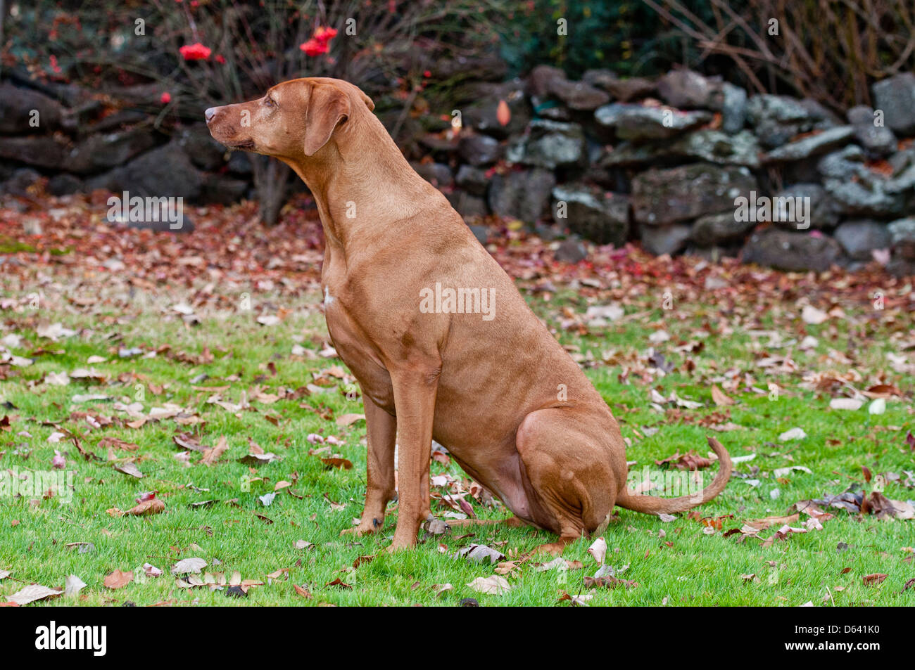 Rhodesian ridgeback hi-res stock photography and images - Alamy