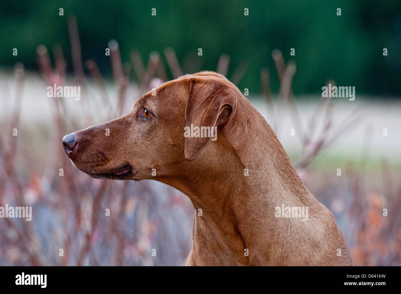 Rhodesian ridgeback hi-res stock photography and images - Alamy