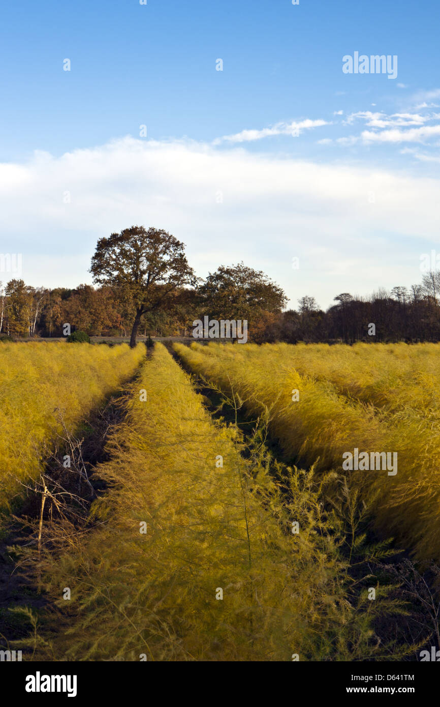 harvestly field of asparagus Stock Photo - Alamy