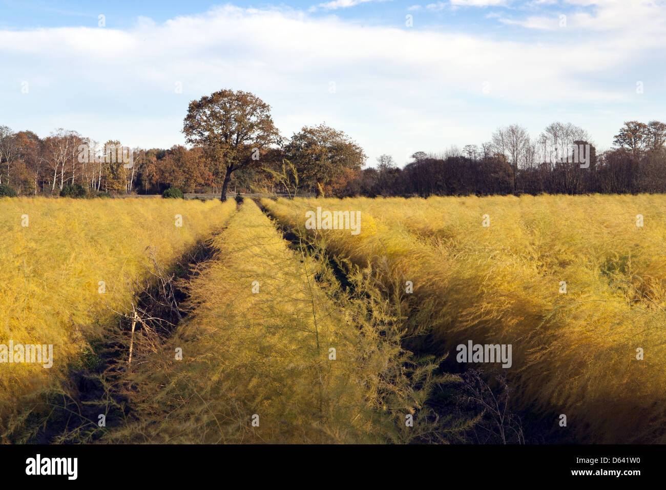 harvestly field of asparagus Stock Photo - Alamy