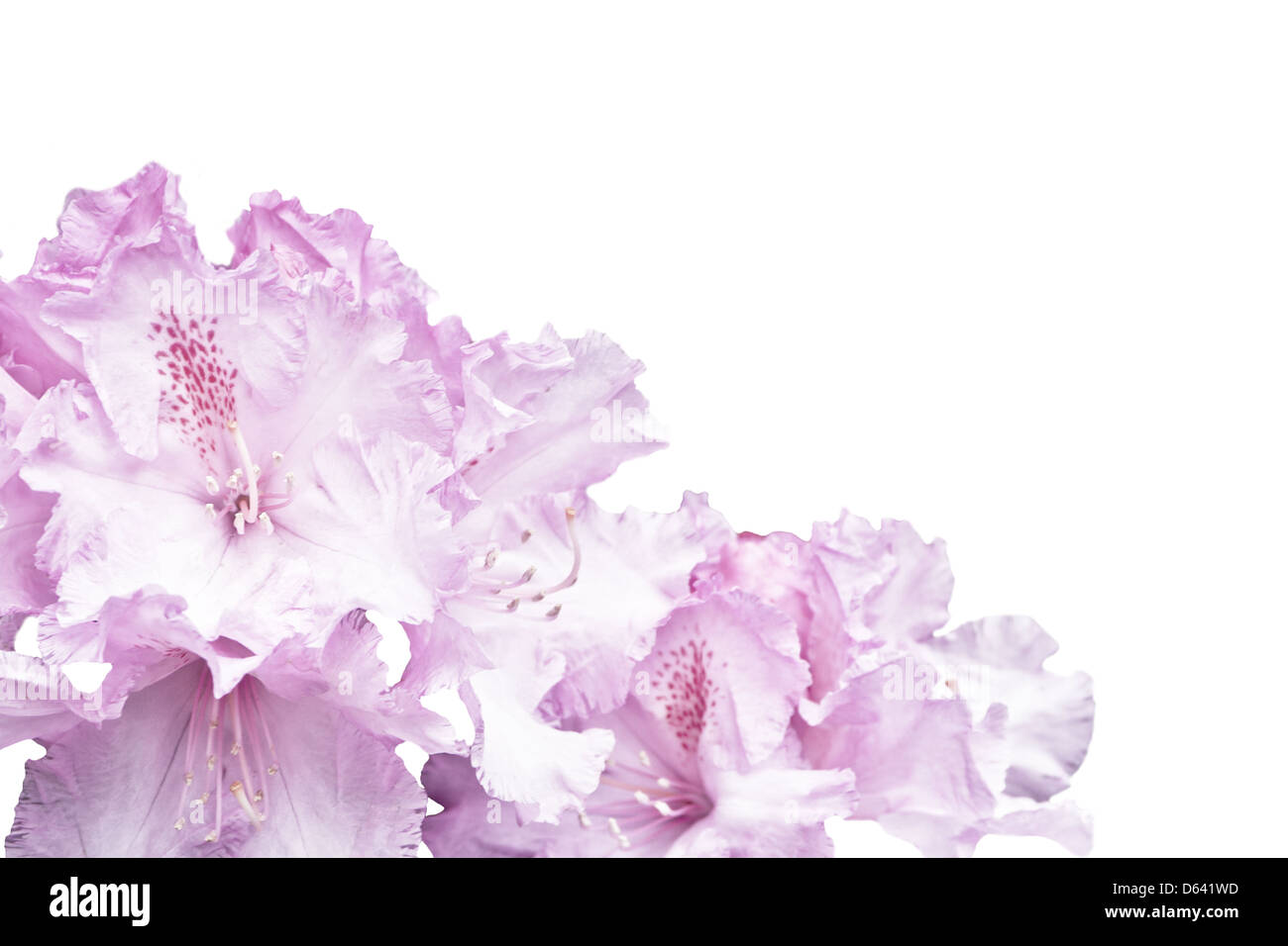 Pink blooming alpenrose rhododendron hi-res stock photography and ...