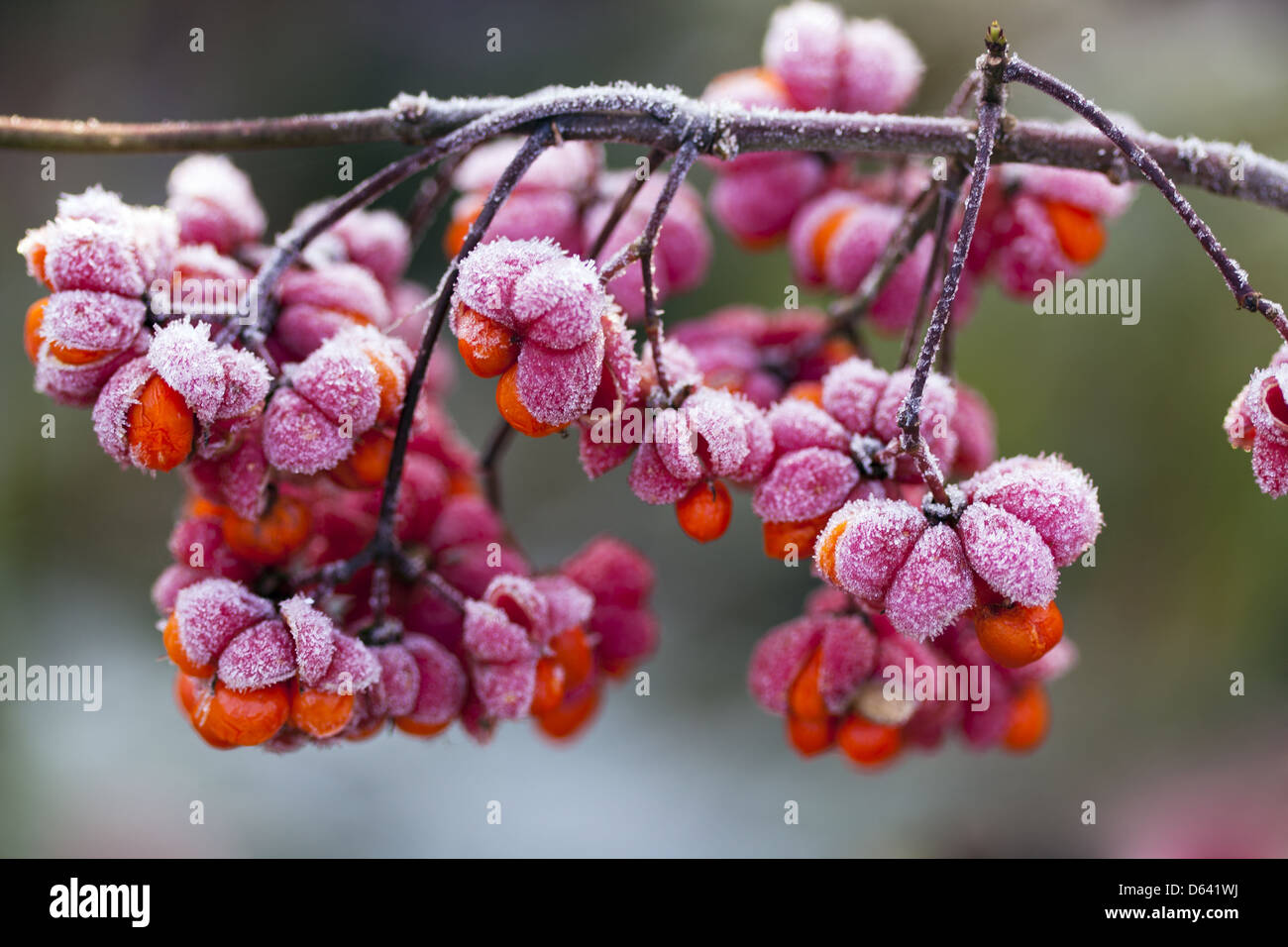 European spindle tree Stock Photo - Alamy