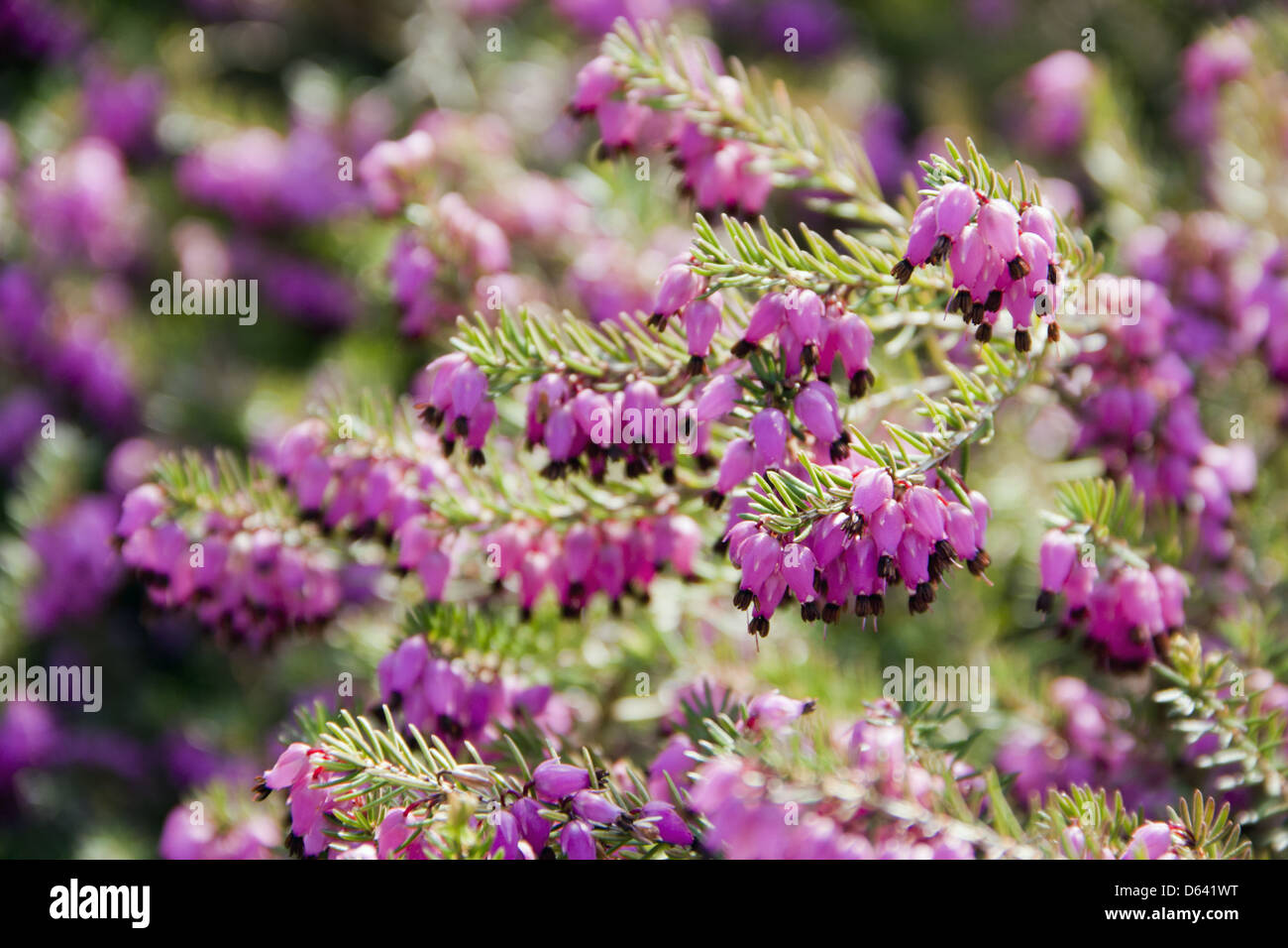 Heather flower flower shrub shrubs ericaceae hi-res stock photography ...