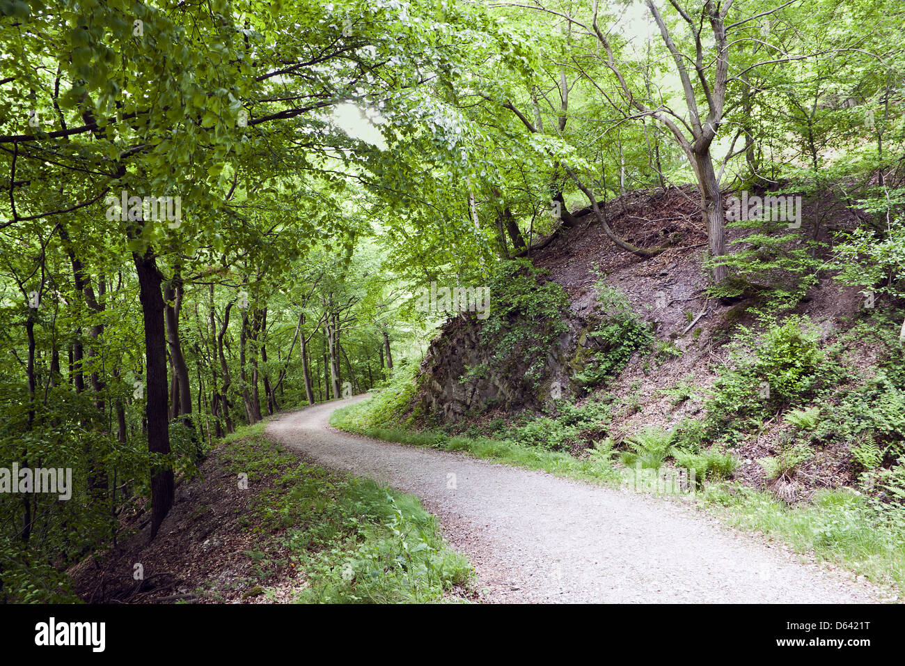 Unterholz im wald hi-res stock photography and images - Alamy