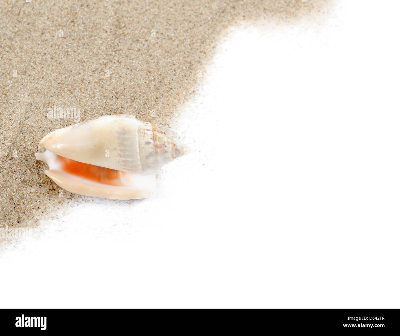 Sea shell isolated on white Stock Photo - Alamy