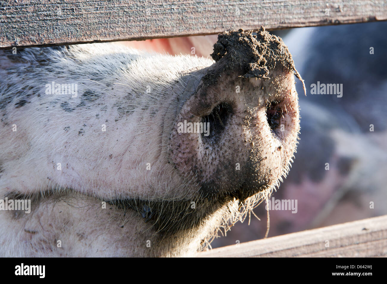 dirt nose of a pig Stock Photo - Alamy