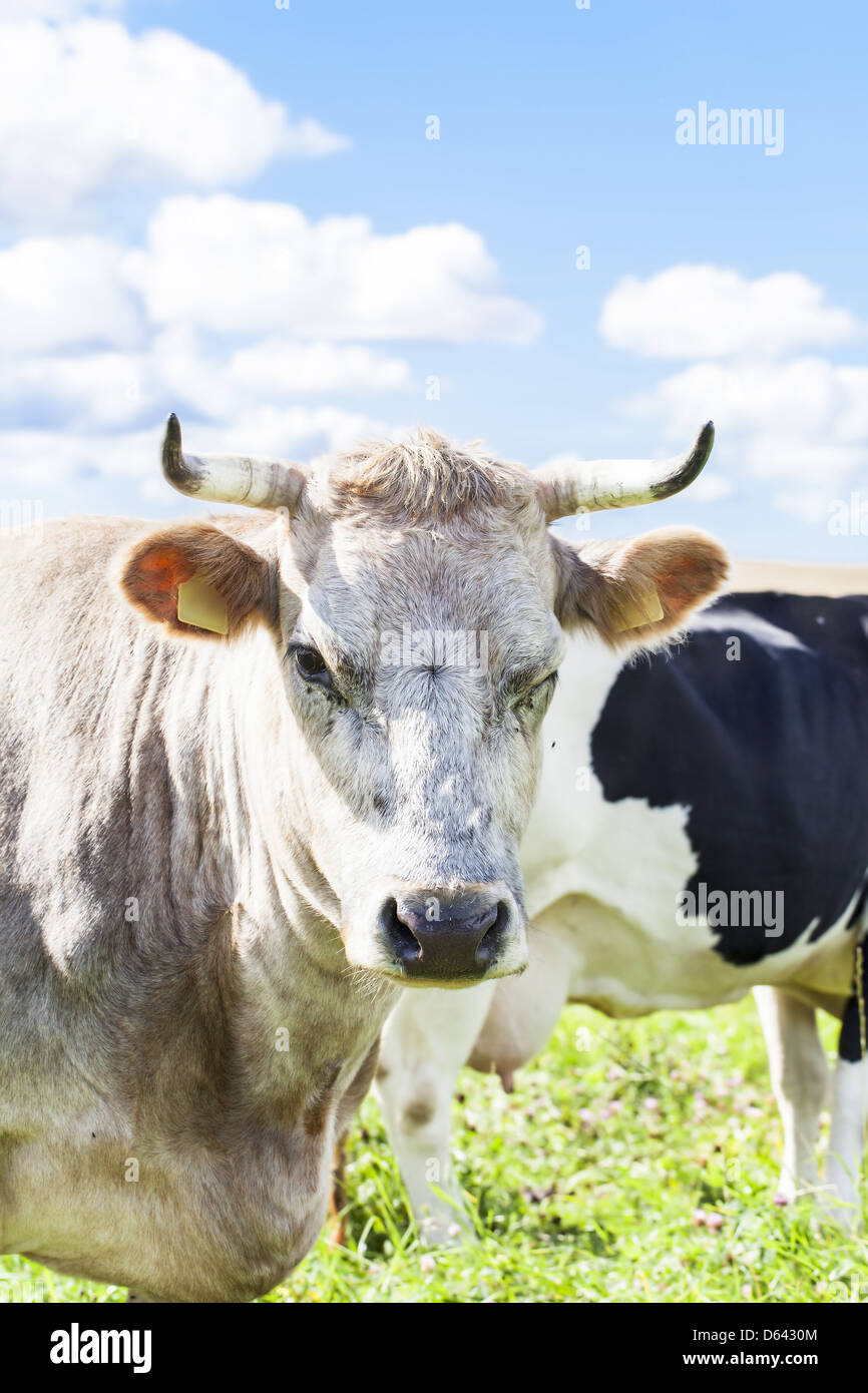 Graze food hi-res stock photography and images - Alamy