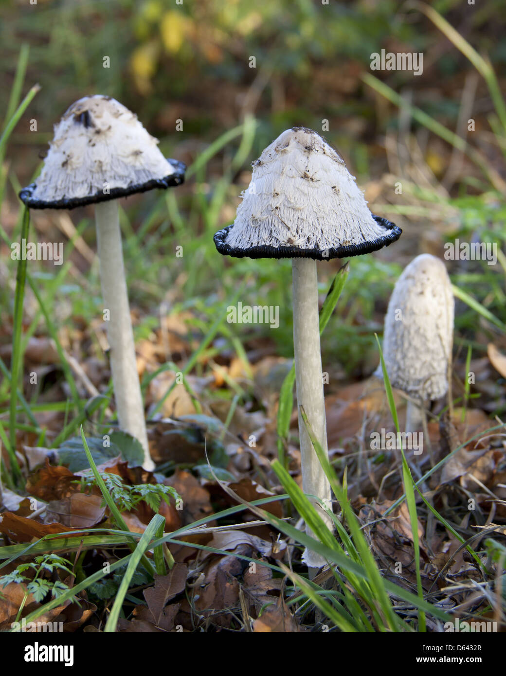 Coprinus atramentarius hi-res stock photography and images - Alamy