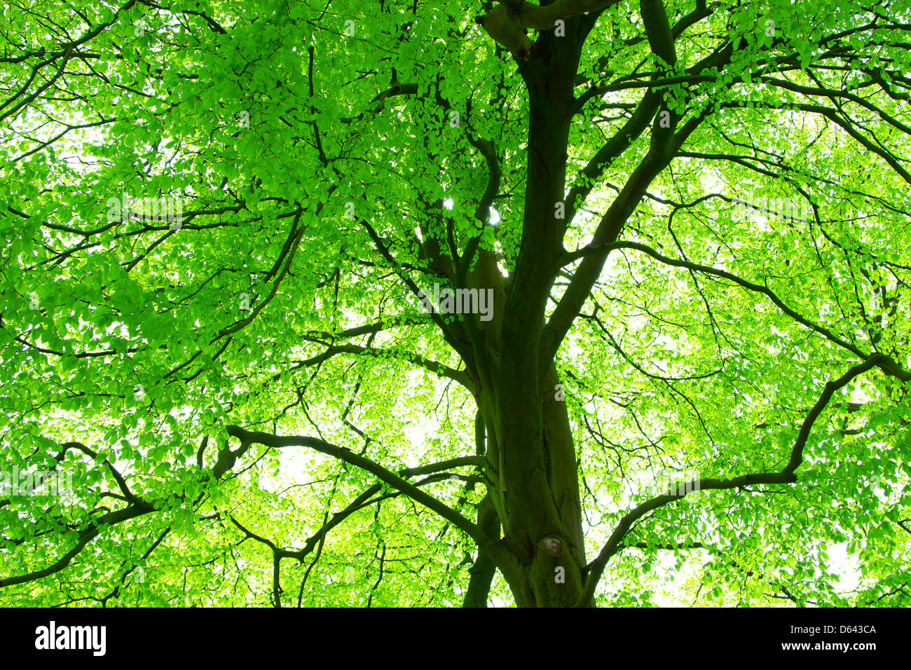 Background from spring leaves Stock Photo - Alamy