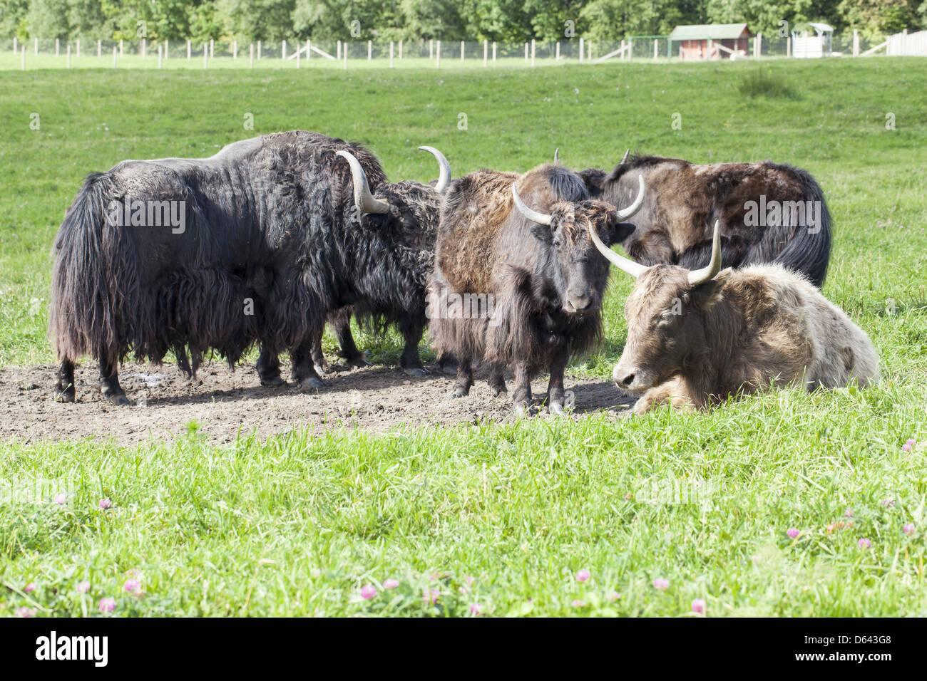 Yak grazing in meadow hi-res stock photography and images - Alamy