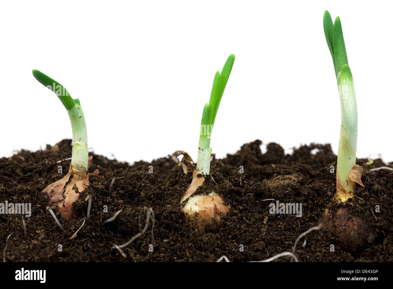 Spring onions in soil Stock Photo - Alamy