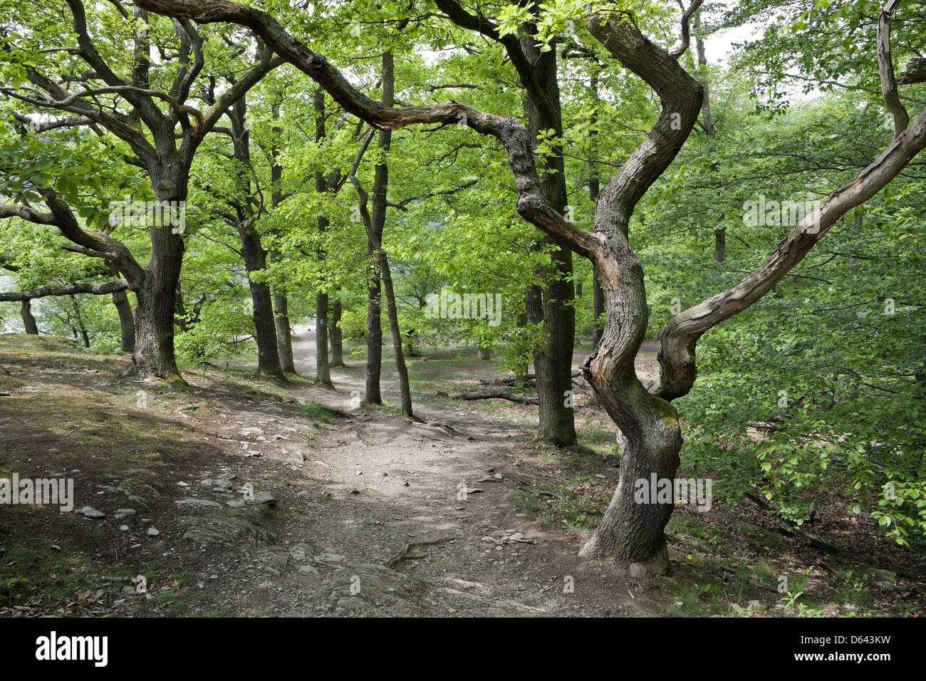 hiking path through a wood Stock Photo - Alamy