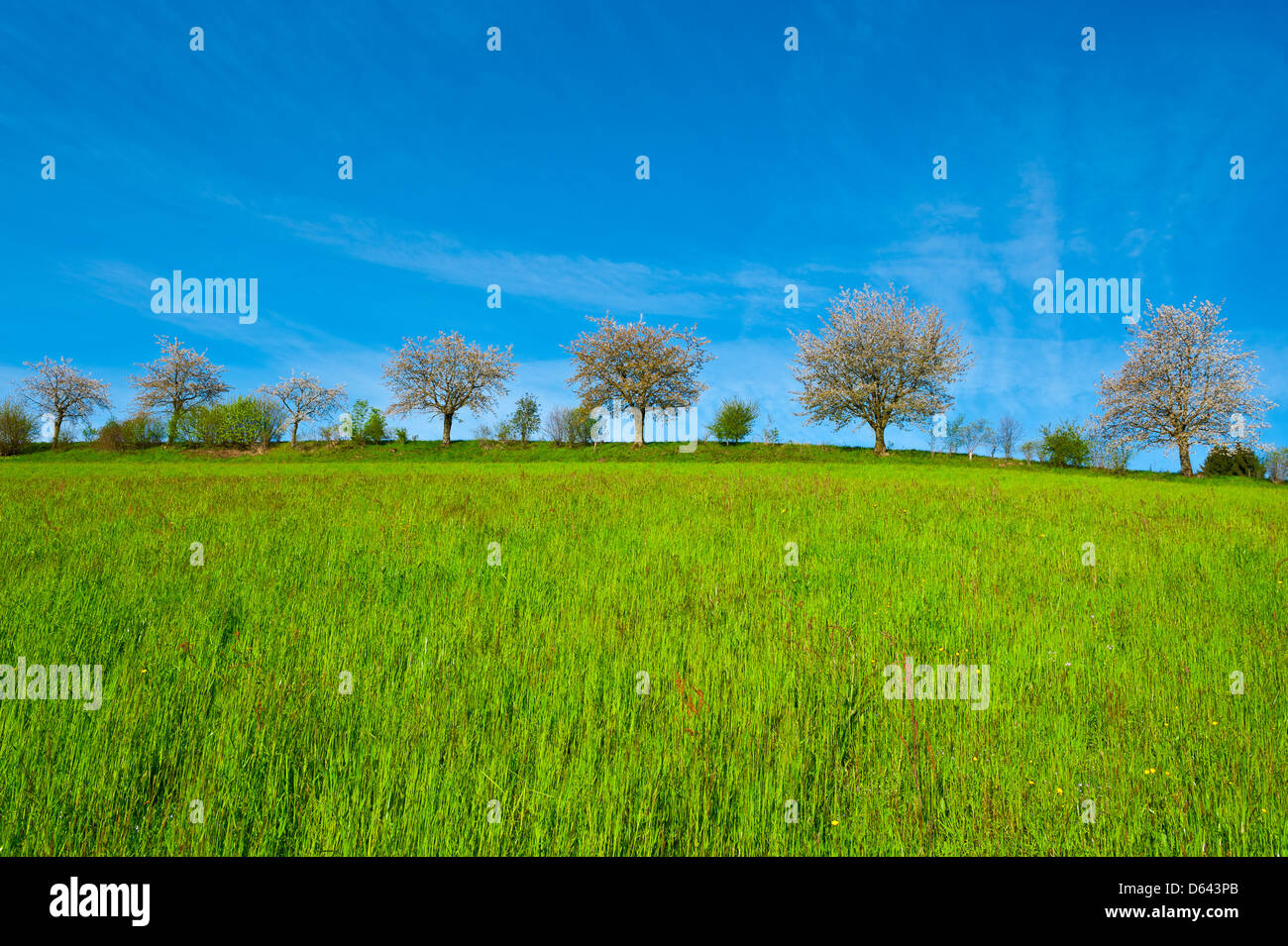 Green meadows hi-res stock photography and images - Alamy