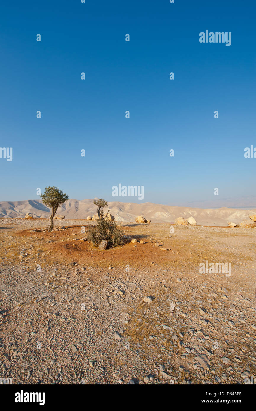 Desert olive tree middle east hi-res stock photography and images - Alamy